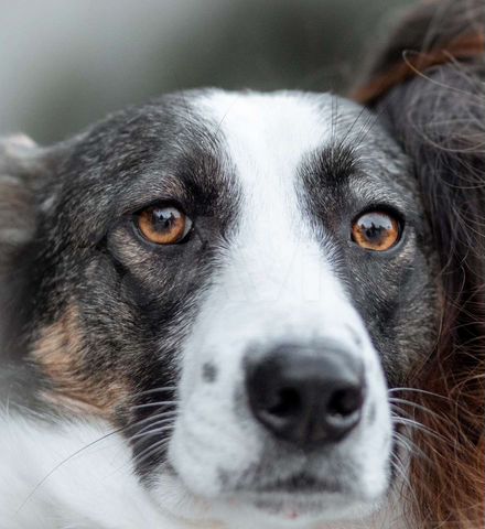 Зефирка ищет дом