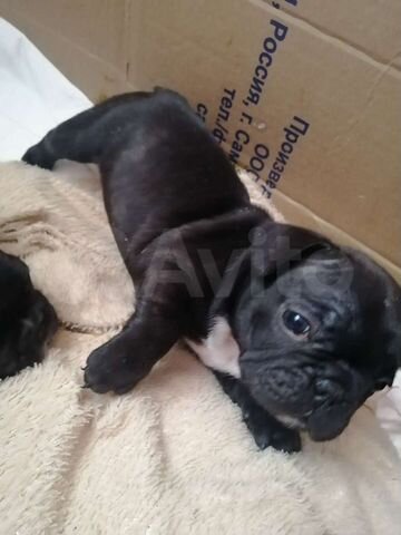 Собаки щенки