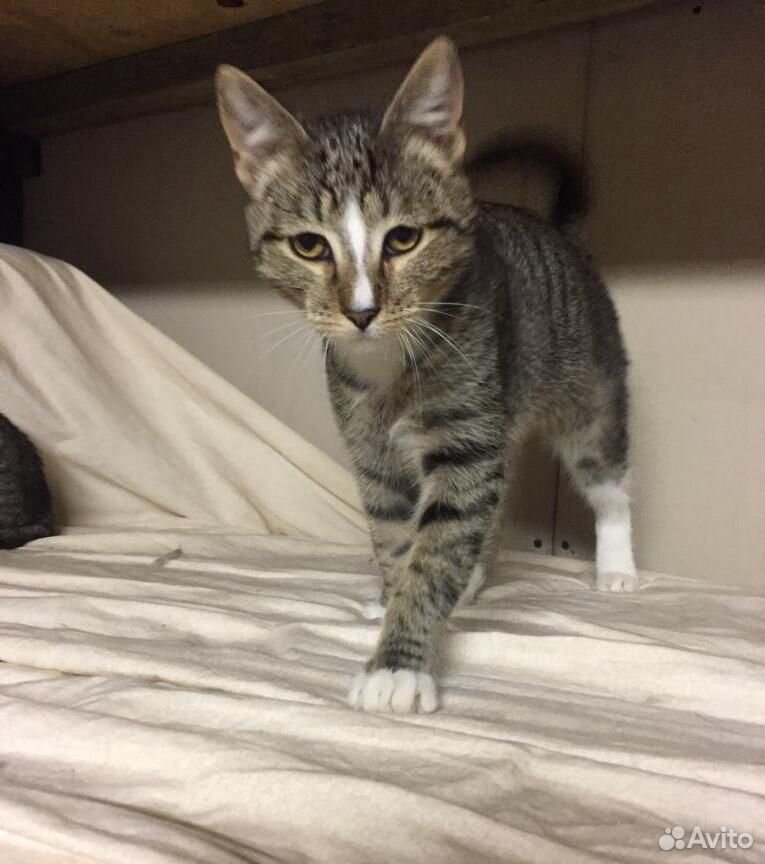 Умненький красавчик-котёнок Егорка в дар. 3 мес