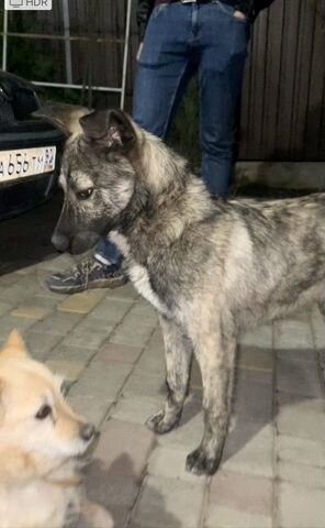 Подрощенный щенок Тайгер в добрые руки