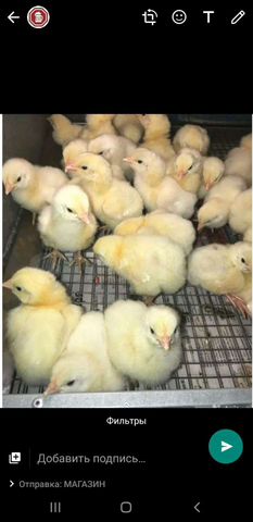 Продаются цыплята бройлеров
