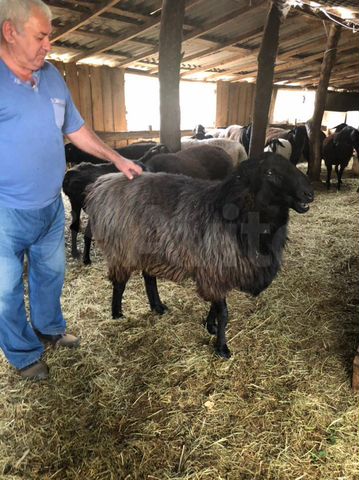 Баран эдельбаевской породы
