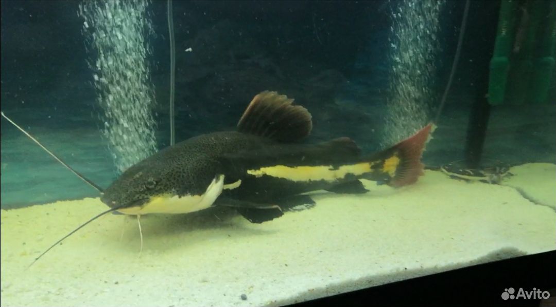 Краснохвостый сом 60см + аквариум 200л