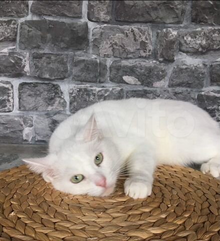 Кот ищет дом