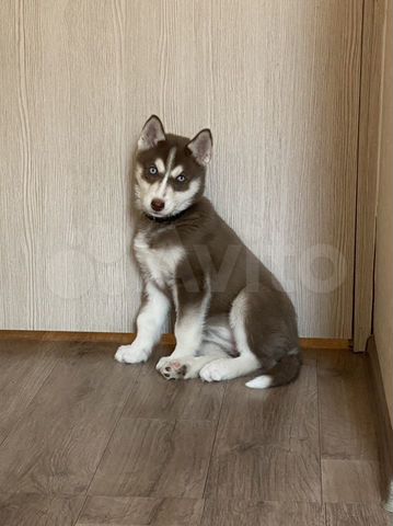 Щенки сибирской хаски