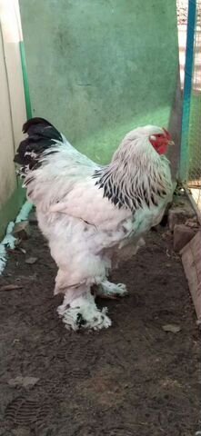 Куры Брама и кохинхины