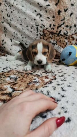 Щенок бигль с РКФ