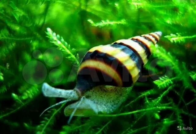 Улитка хелена