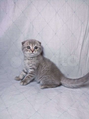 Шотландские котята