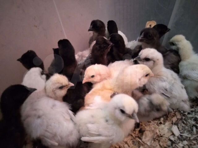 Цыплята шёлковые и маран ч/м