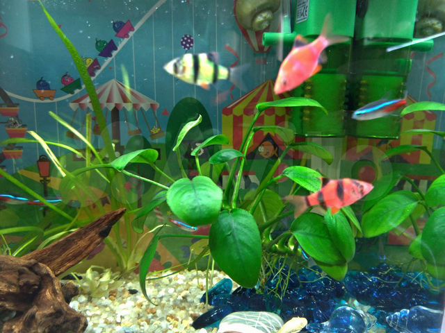 Рыбки "Барбусы" (3шт) обмен/бесплатно