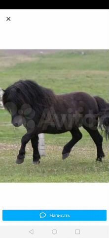 Пони шотландский