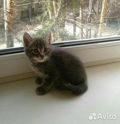 Плюшевые котята в заботливые руки