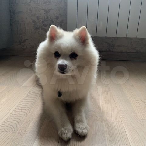 Япоский шпиц, 4 года