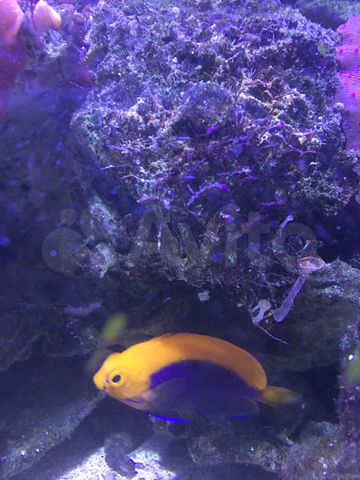 Морские рыбки: Оранжевоспинный центропиг и клоун о