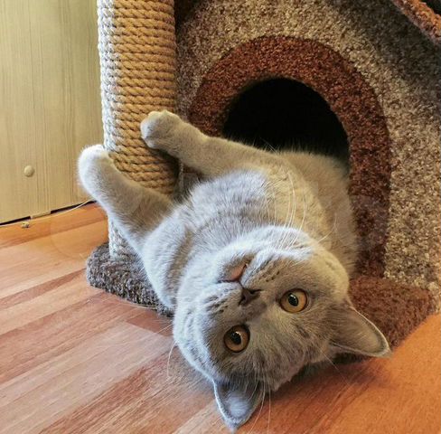 Британская киса