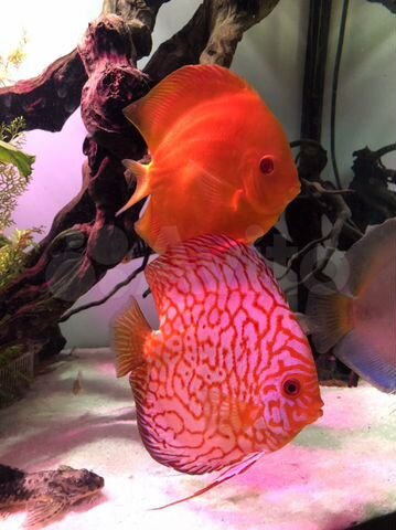 Альбино дискусы