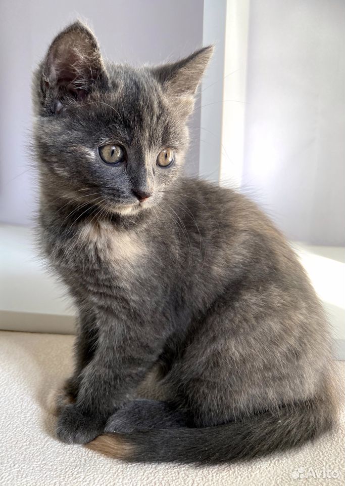 Котёнок Селена