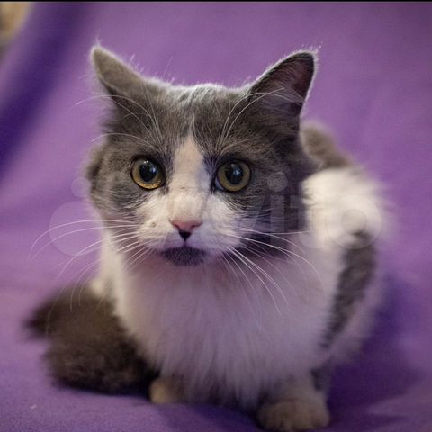 Пушистая кошечка Глашенька 1 год в добрые руки