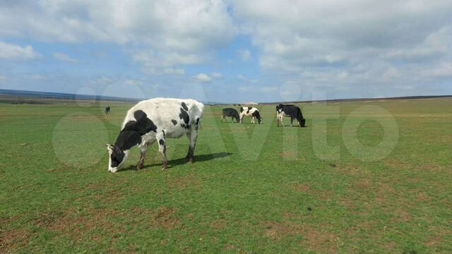 Дойный скот