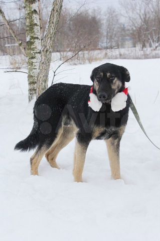 Спасите Лютика из приюта, собака в дар