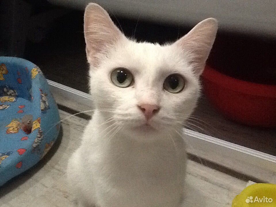 Кошечку Бэллу отдаем в добрые руки