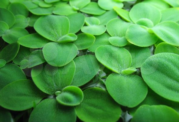 Аквариумное растение "Пистия";Улитка Мелания