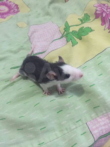 Крысята (первомайка)