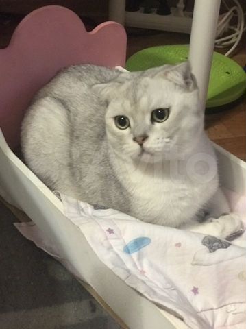 Котик на вязку