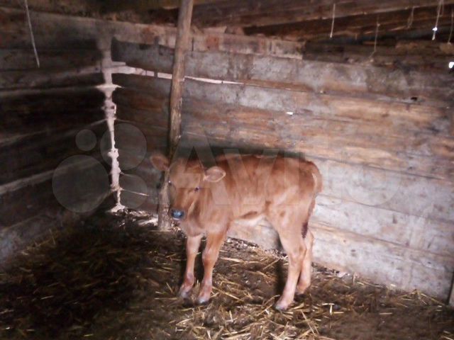 Бычок 1 месяц порода красно степной