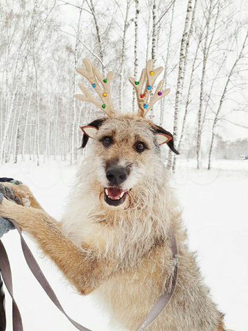 Отдам добрую собаку Тишу