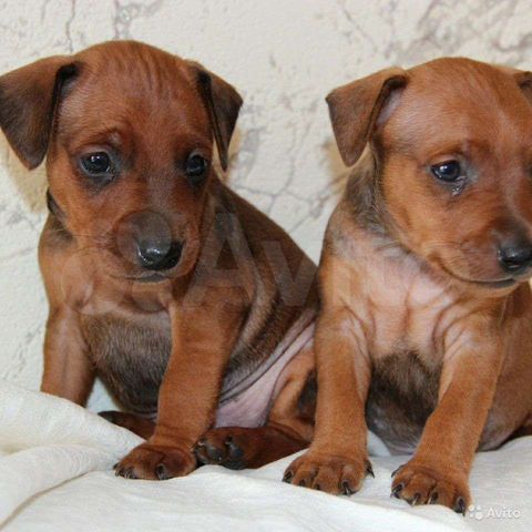 Домашние питомцы