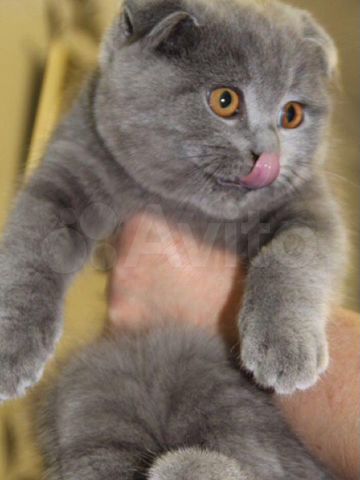 Шикарные голубые вислоухие кошечки