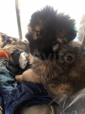 Щенки пушистые Малютки