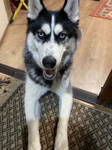 Продам хаски