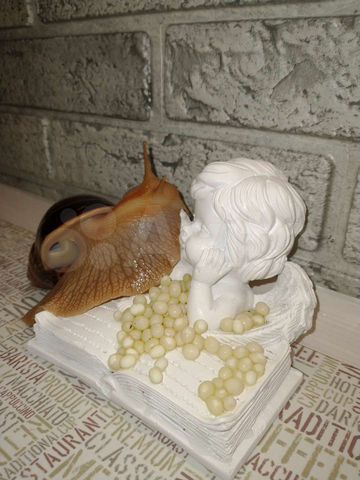 Улитки ахатины бесплатно