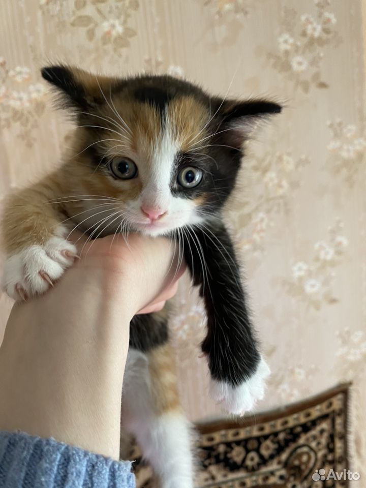 Котёнок девочка богатка в добрые руки