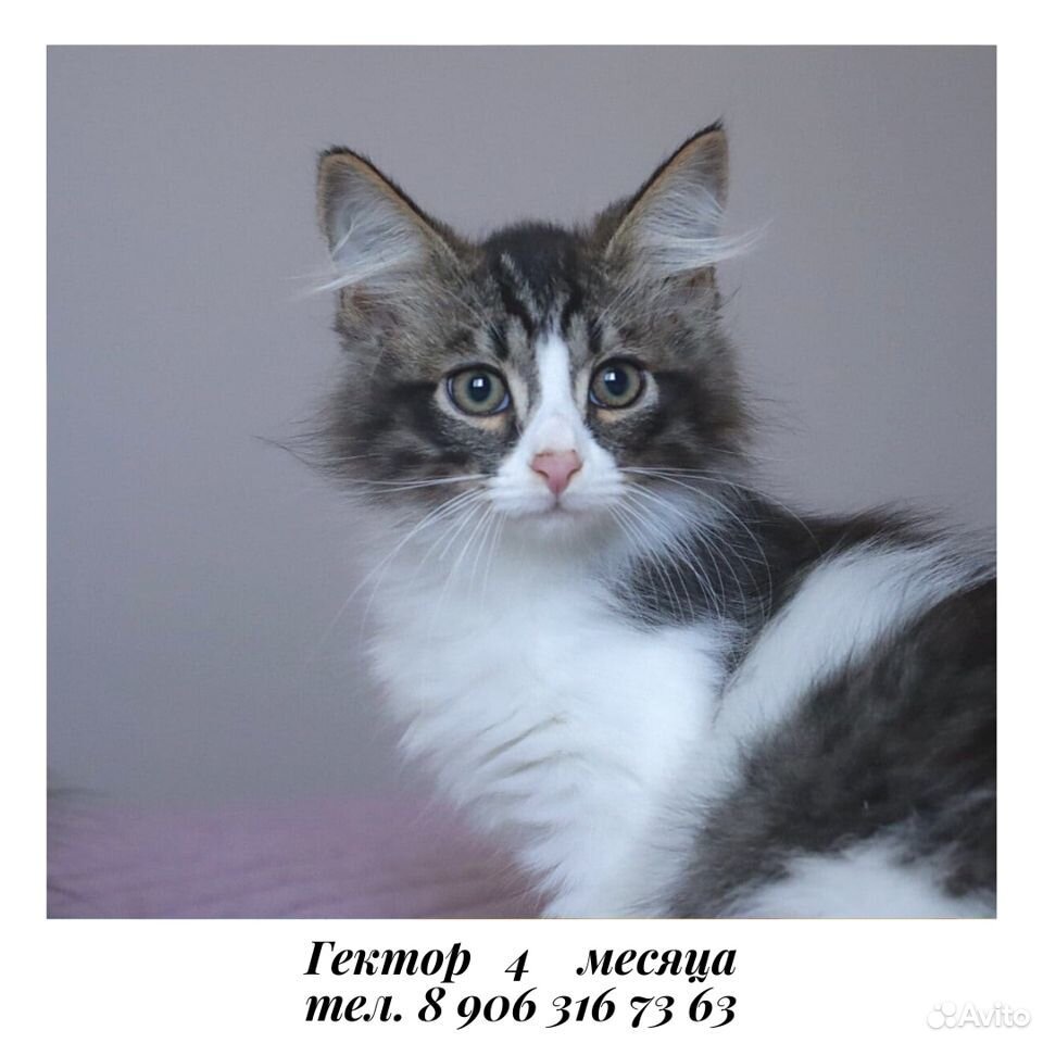 Гектор ищет маму