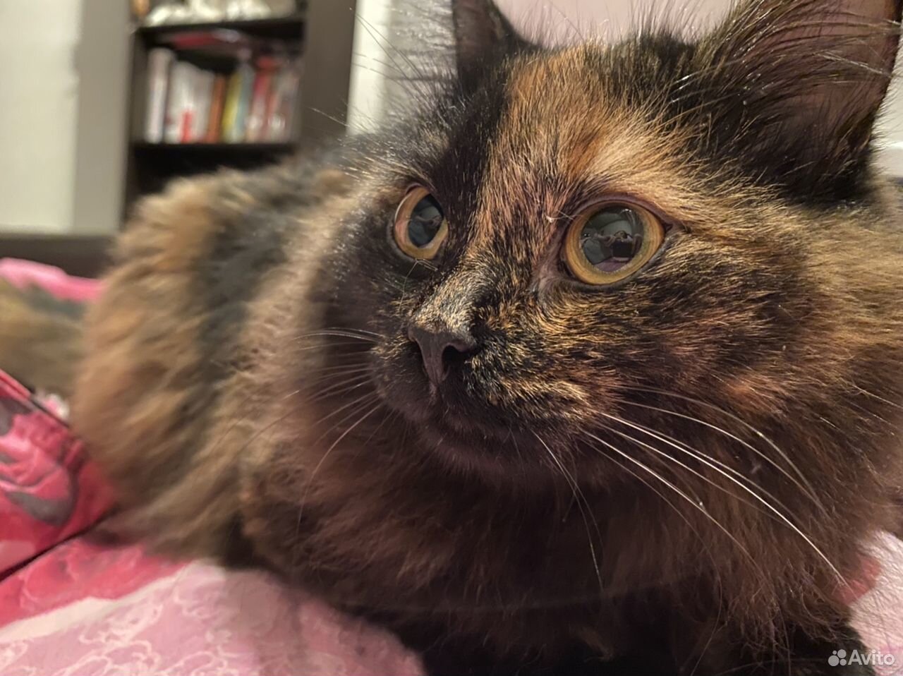 Кошечка домашняя