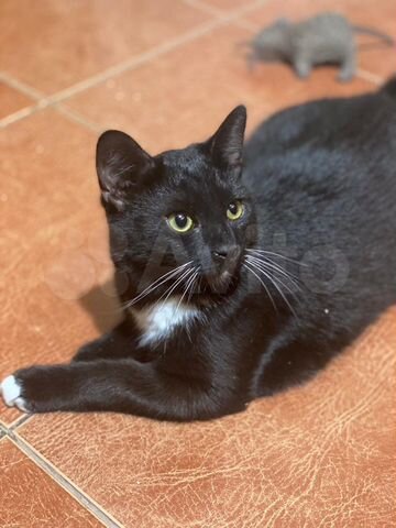 Отдаю котика Сержика в дар