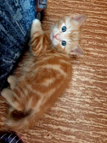 Плюшевые Тигрята