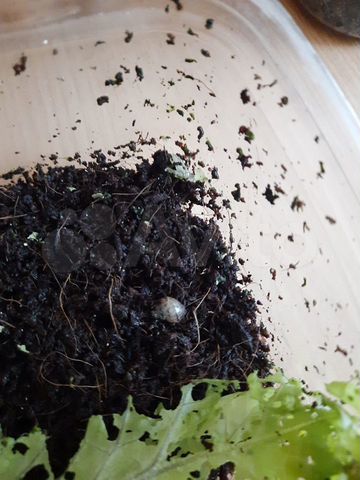 Отдам даром малышей Ахатин