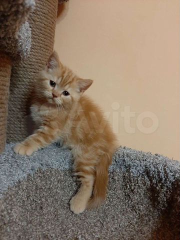 Британские котята редких окрасов.Рыжий котик