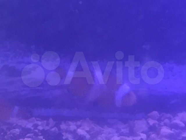 Рыба клоун амфиприон ацеллярис