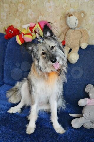 Собака в добрые руки