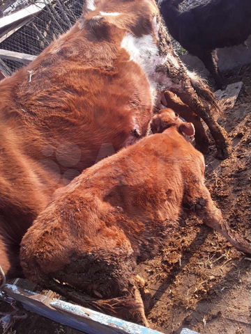 Корова бычок и телка