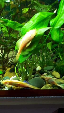 Аквариумные рыбки и растения