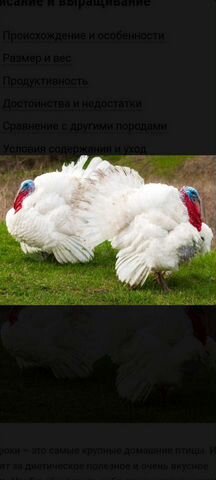 Индюки хайбрид конвертер