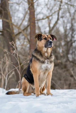 Добрая собака в добрые руки