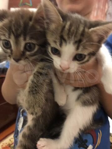 Котики от британки бесплатно